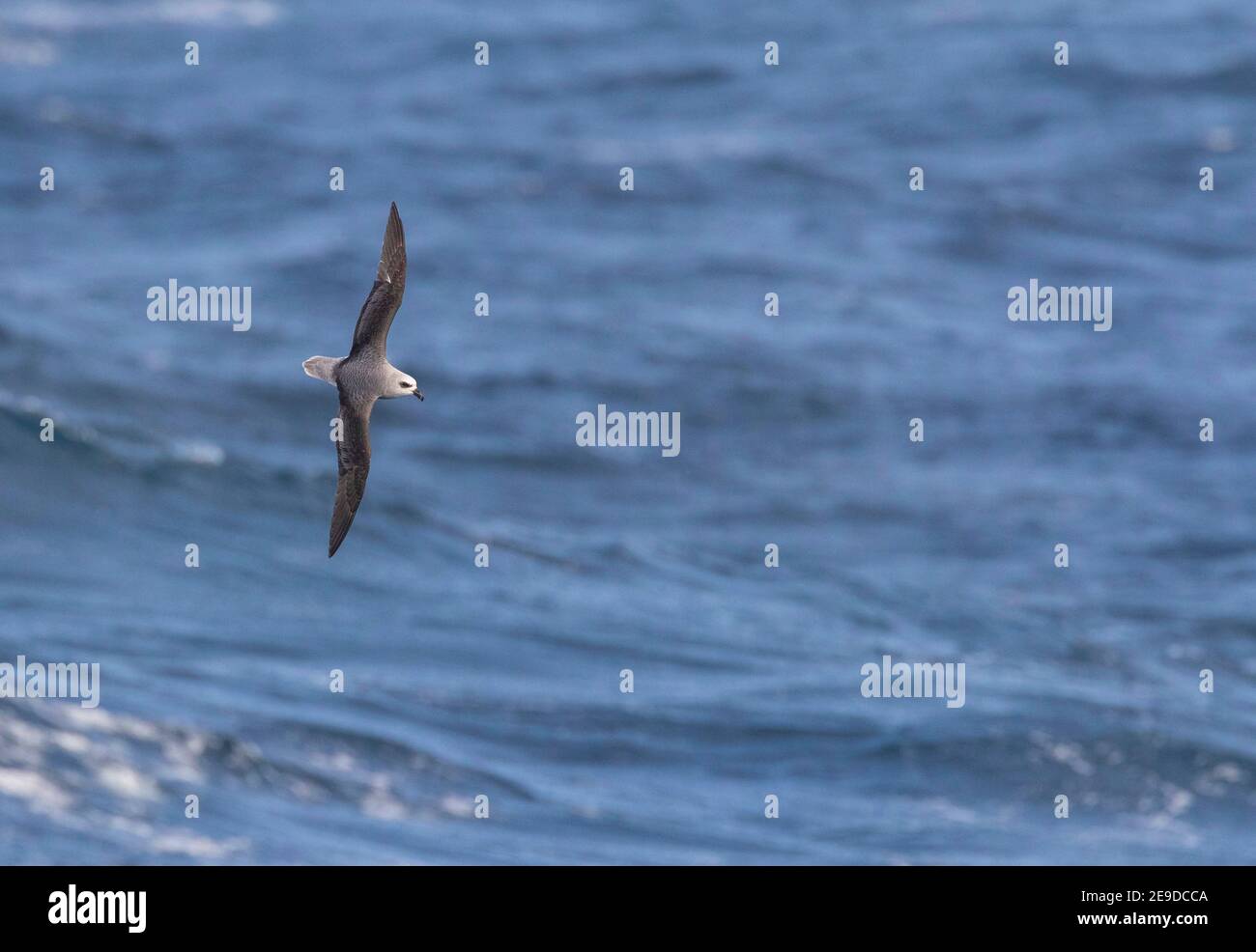 White headed petrels hi-res stock photography and images - Alamy