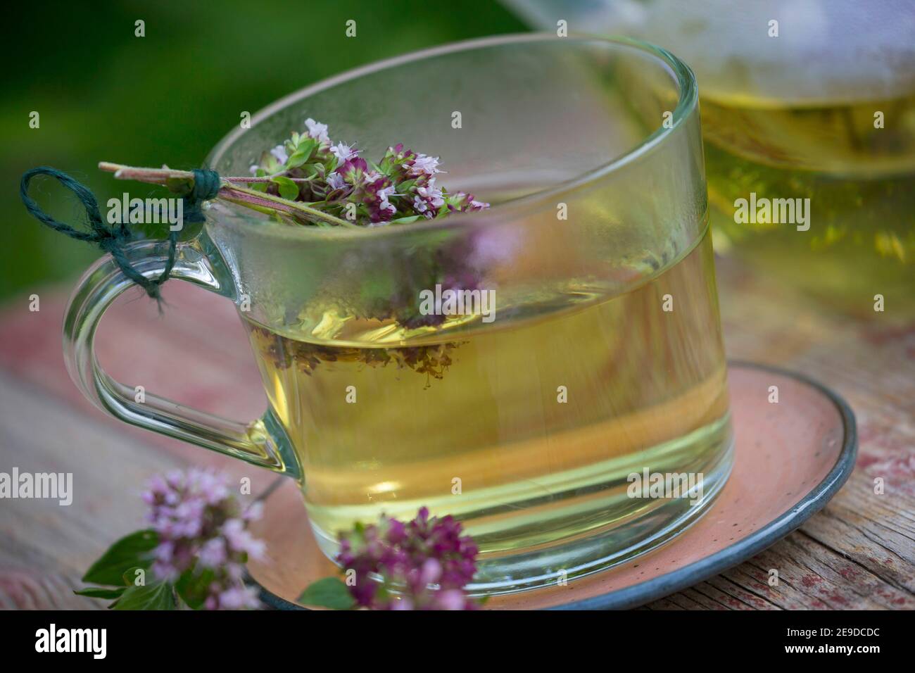 wild origanum, wild marjoram (Origanum vulgare), selfmade tea from wild ...