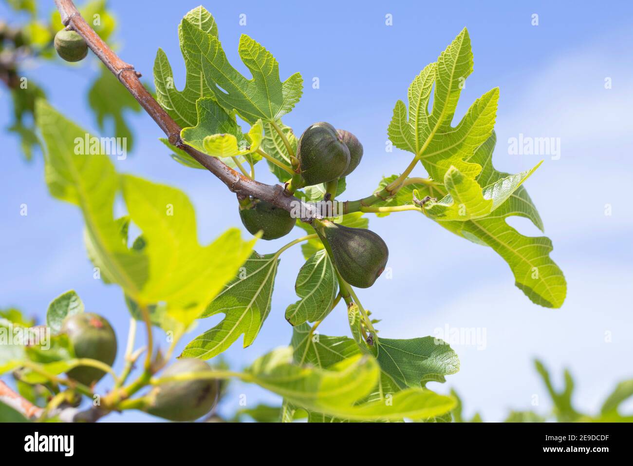 Edible fig, Common fig, Figtree (Ficus carica), figs on a branch at ...