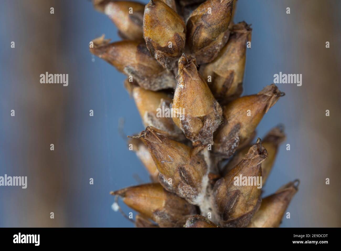buckhorn plantain, English plantain, ribwort plantain, rib grass ...