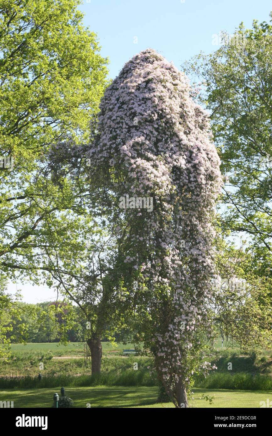 Mountain virgin-bower (Clematis montana rubens ), blooming in a tree ...