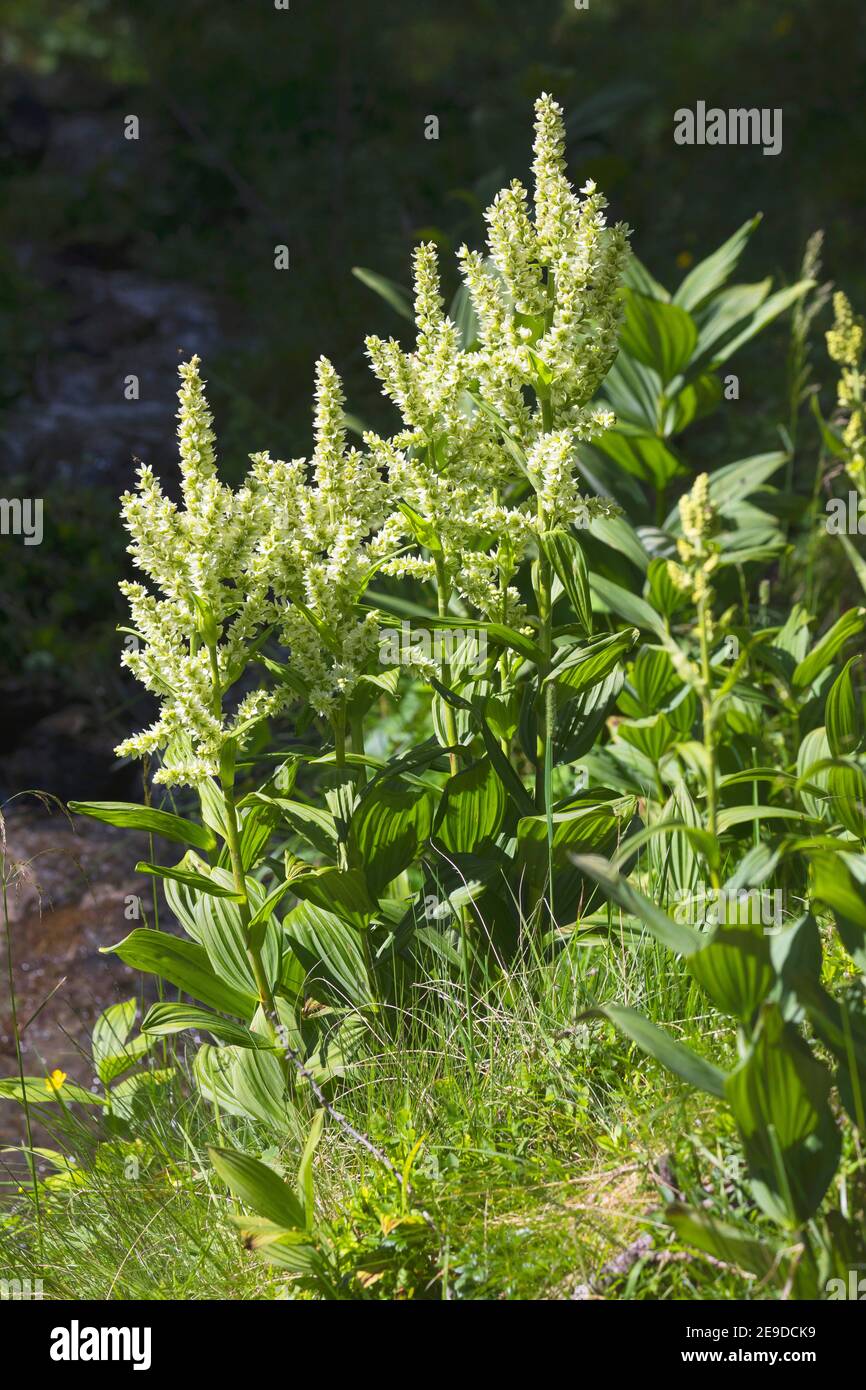 White Veratrum, false helleborine, white hellebore (Veratrum album ...