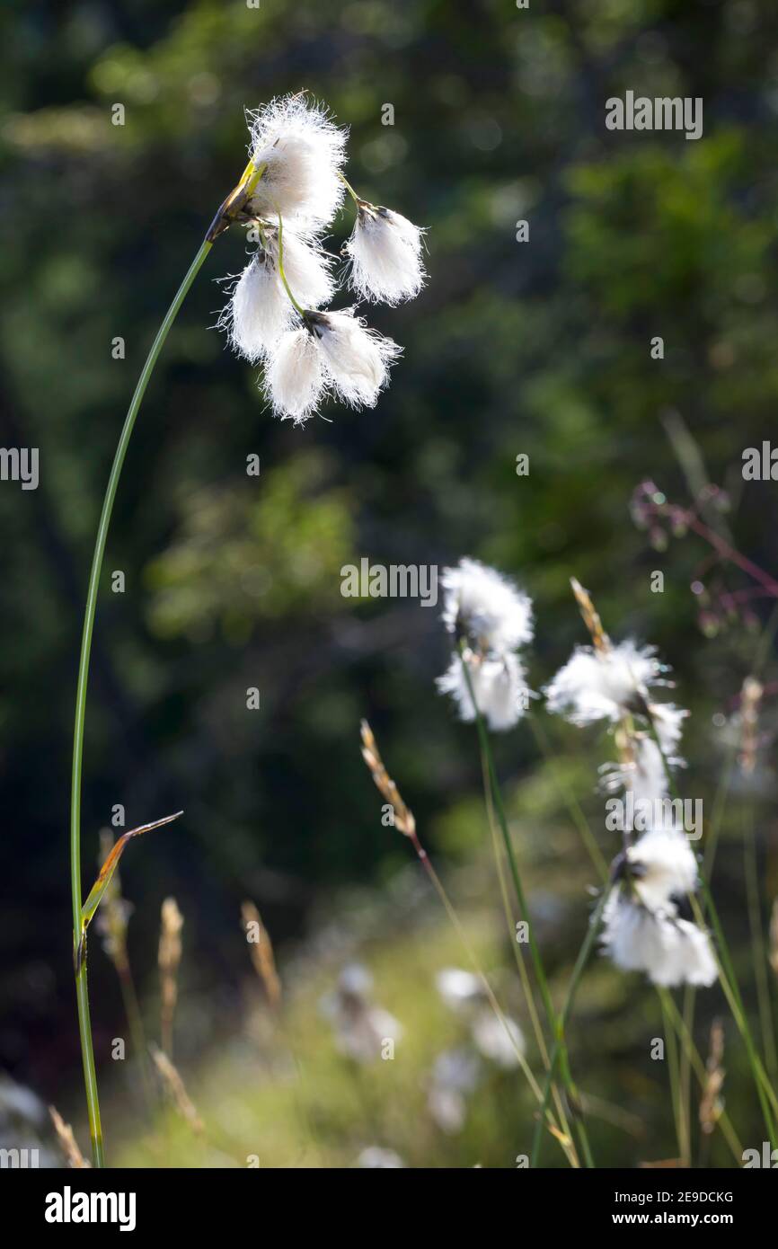 common cotton-grass, narrow-leaved cotton-grass (Eriophorum ...
