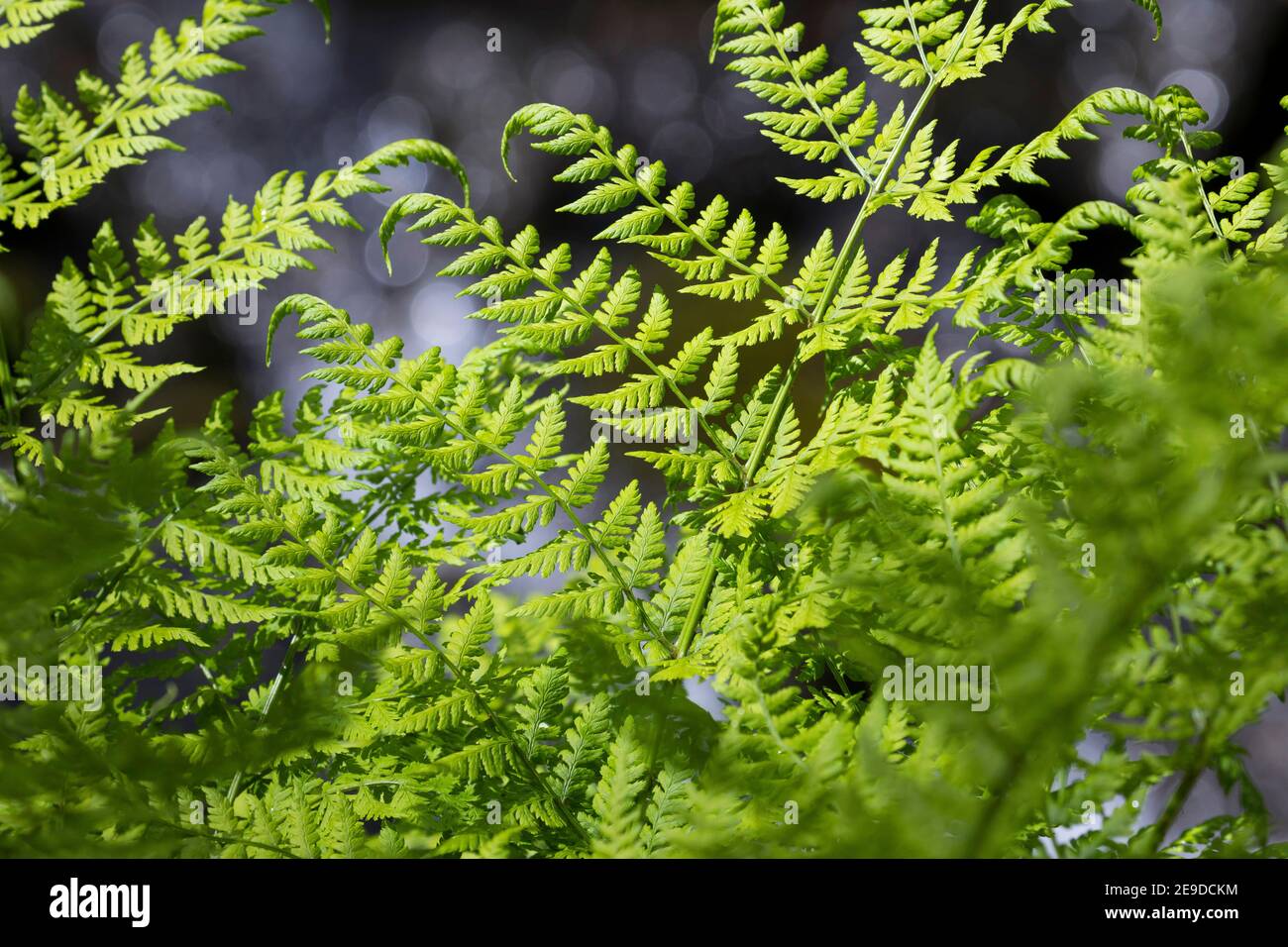 Alpine lady fern (Athyrium distentifolium), fronds, Austria, Carinthia ...