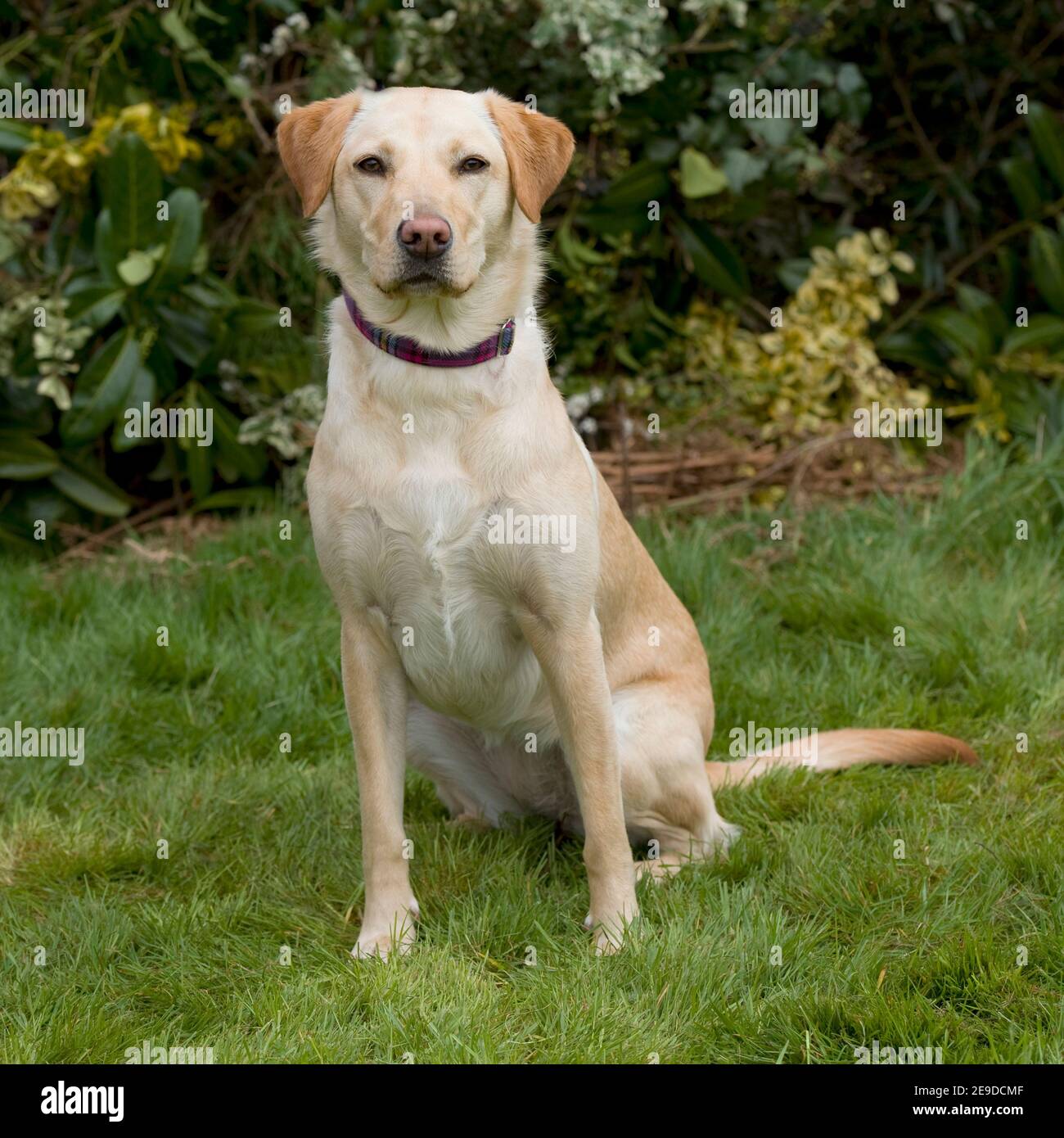 yellow Labrador retriever dog Stock Photo - Alamy