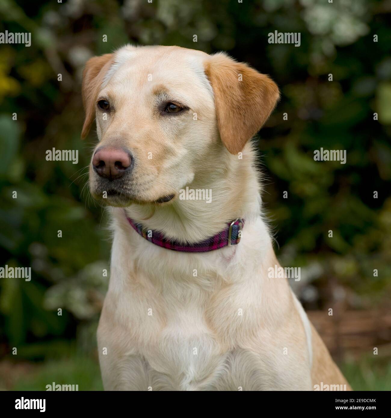 yellow Labrador retriever dog Stock Photo - Alamy