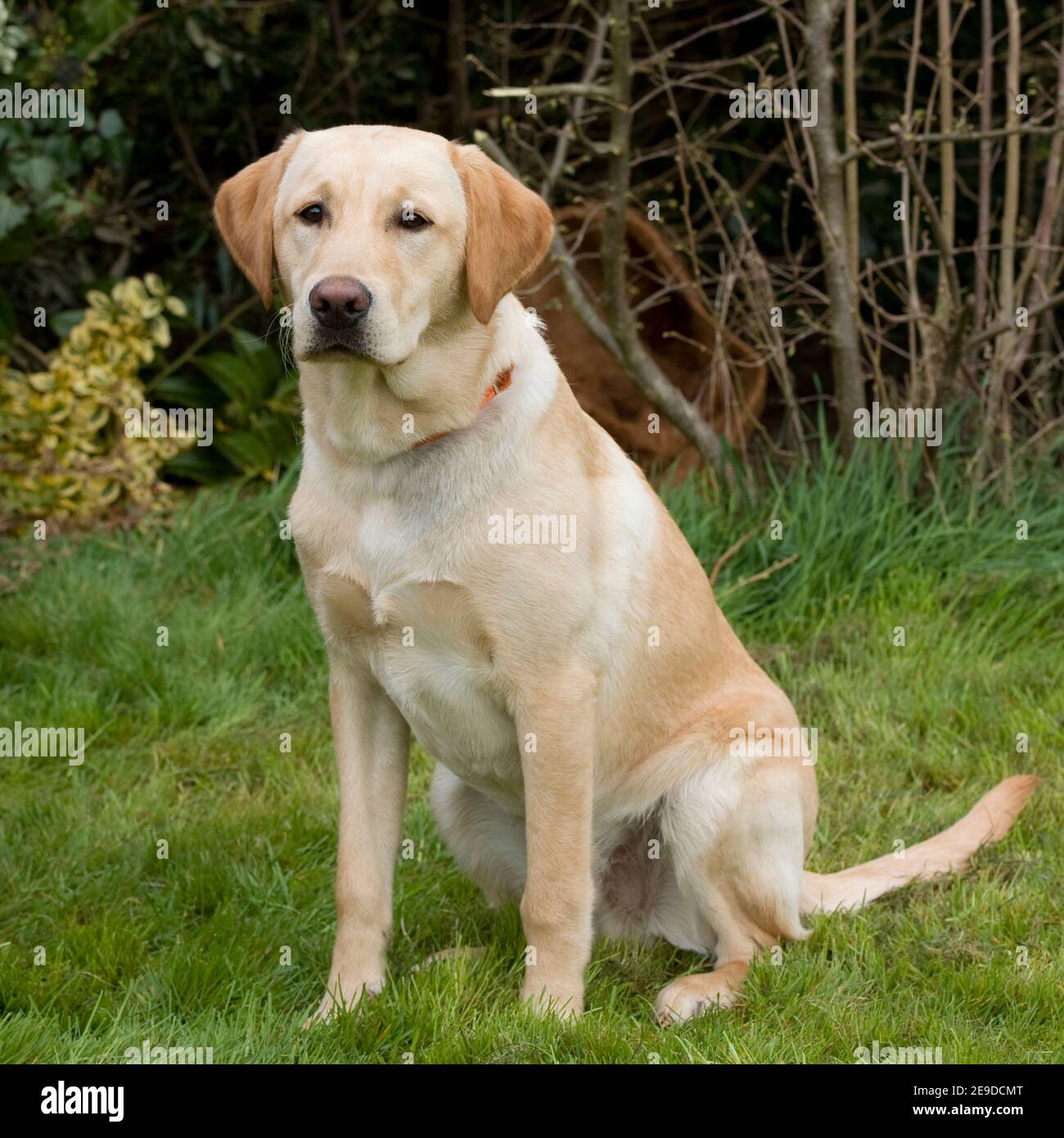 yellow Labrador retriever dog Stock Photo - Alamy