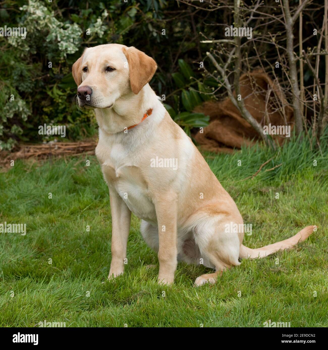 yellow Labrador retriever dog Stock Photo - Alamy