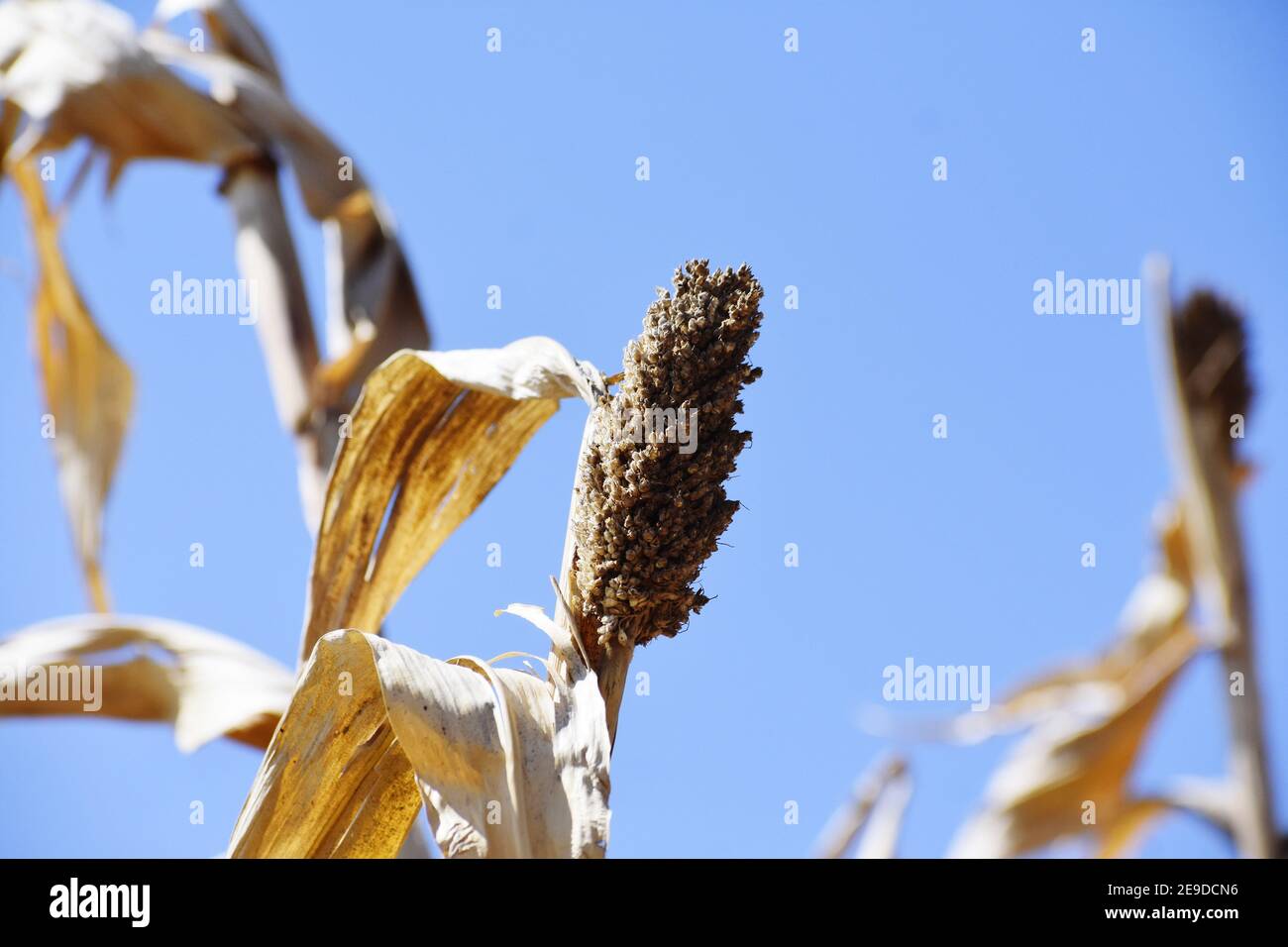 Selective focus shot of dried corn stalks against a blue sky under the ...