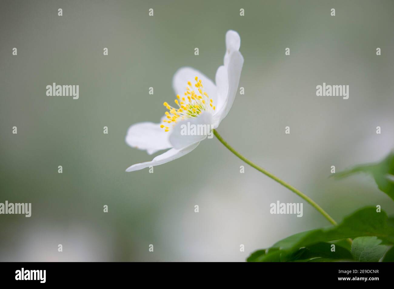 wood anemone (Anemone nemorosa), white blossom, side view, Belgium ...