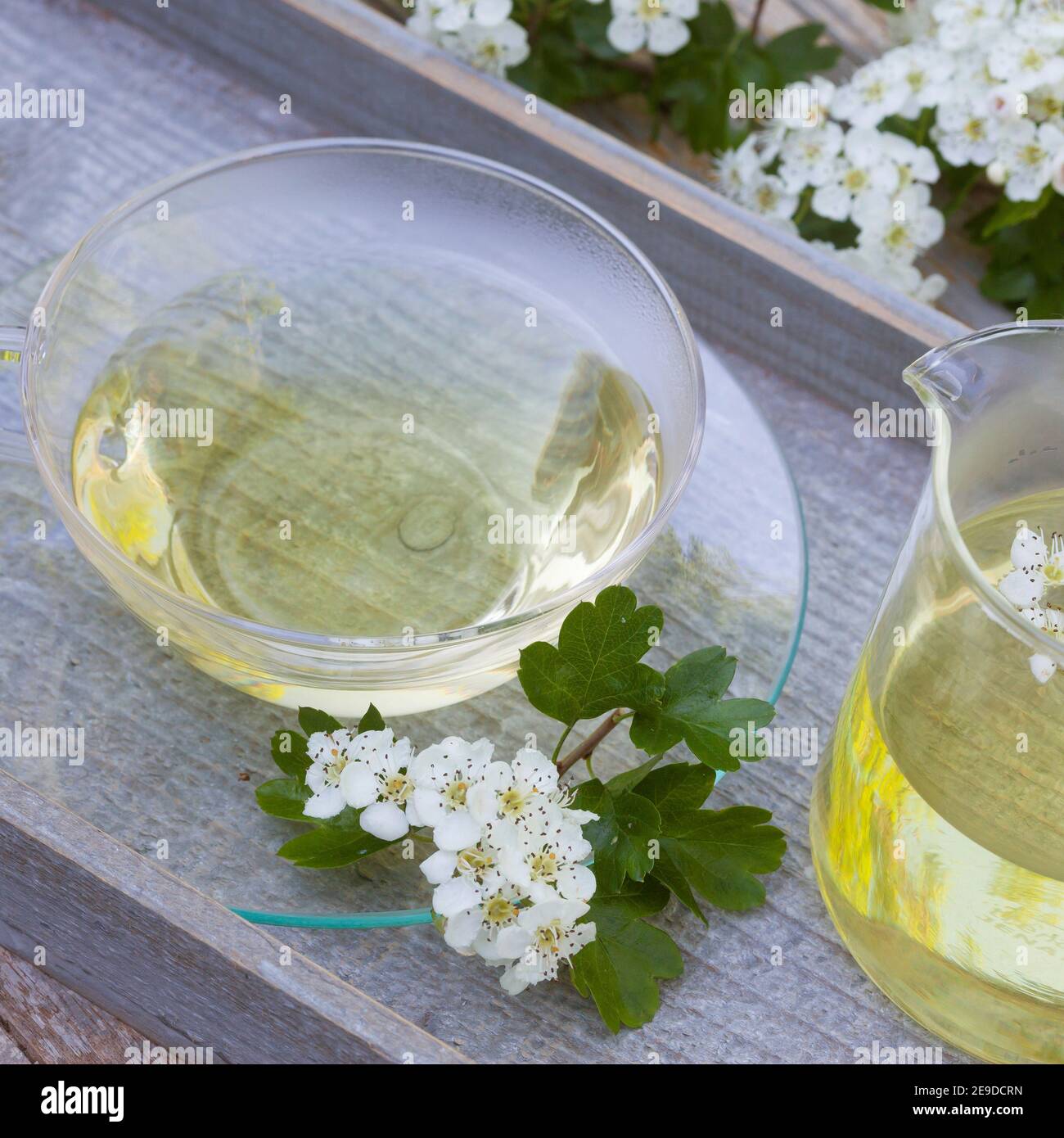 common hawthorn, singleseed hawthorn, English hawthorn (Crataegus ...