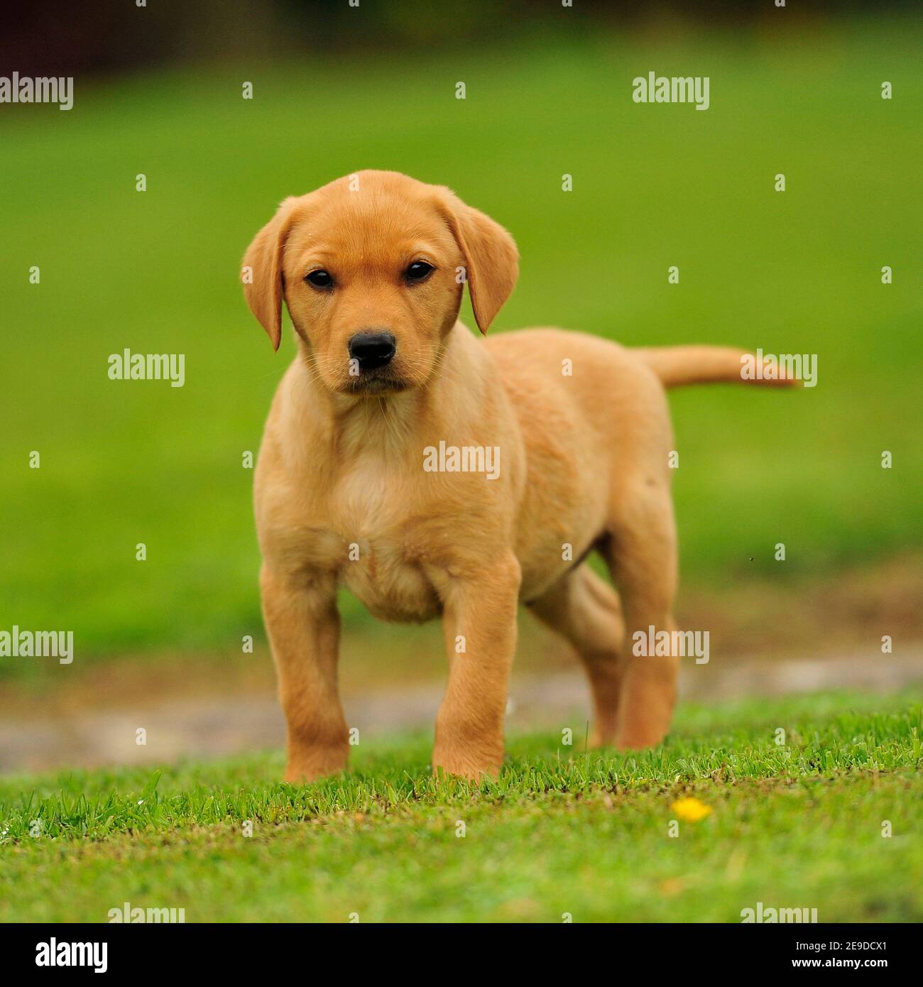 yellow Labrador retriever dog Stock Photo - Alamy