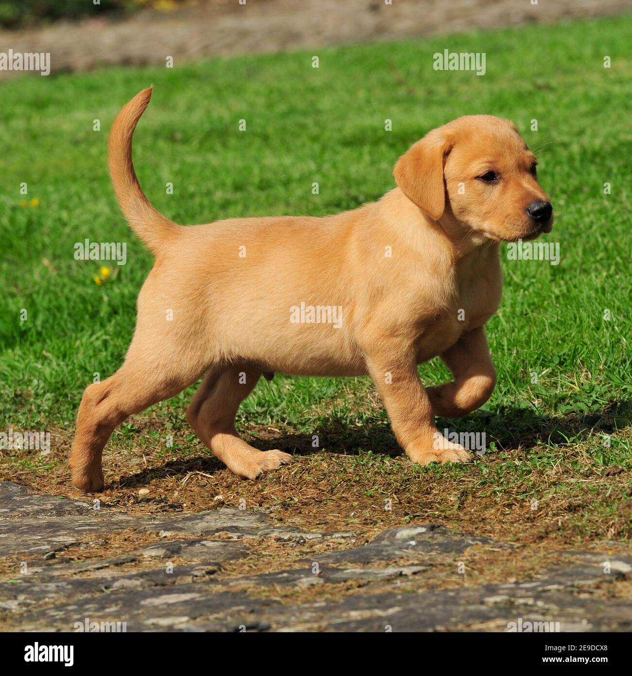 yellow Labrador retriever dog Stock Photo - Alamy
