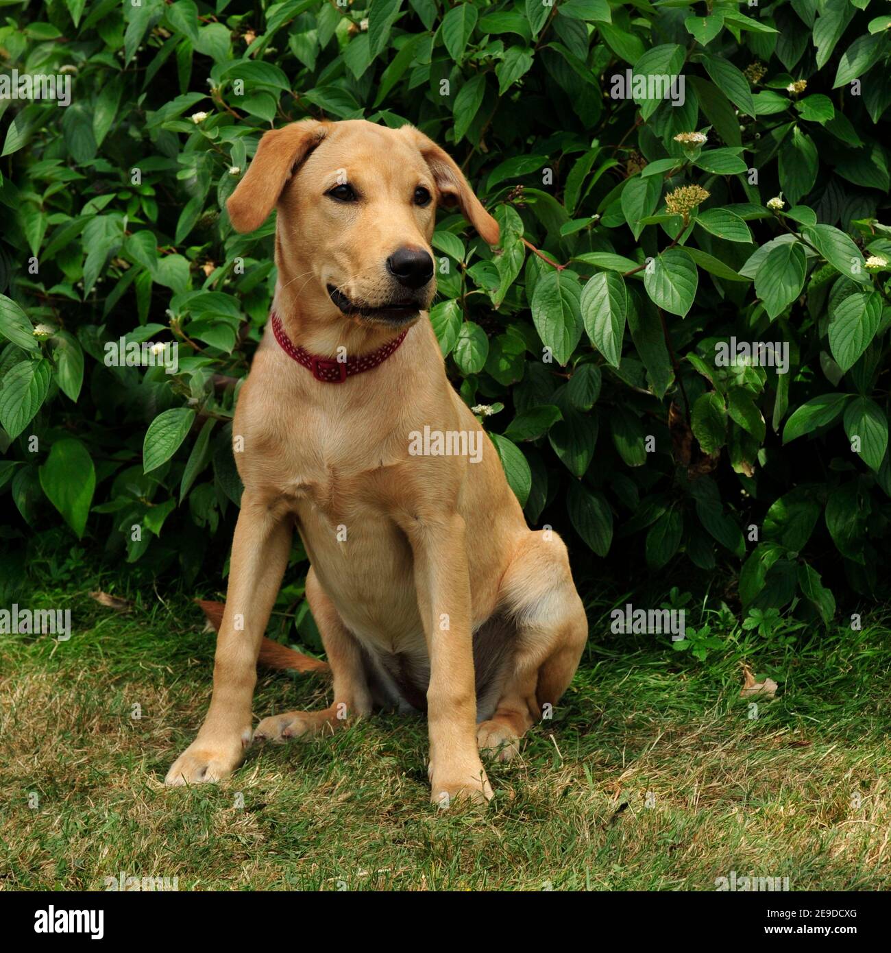 yellow Labrador retriever dog Stock Photo - Alamy