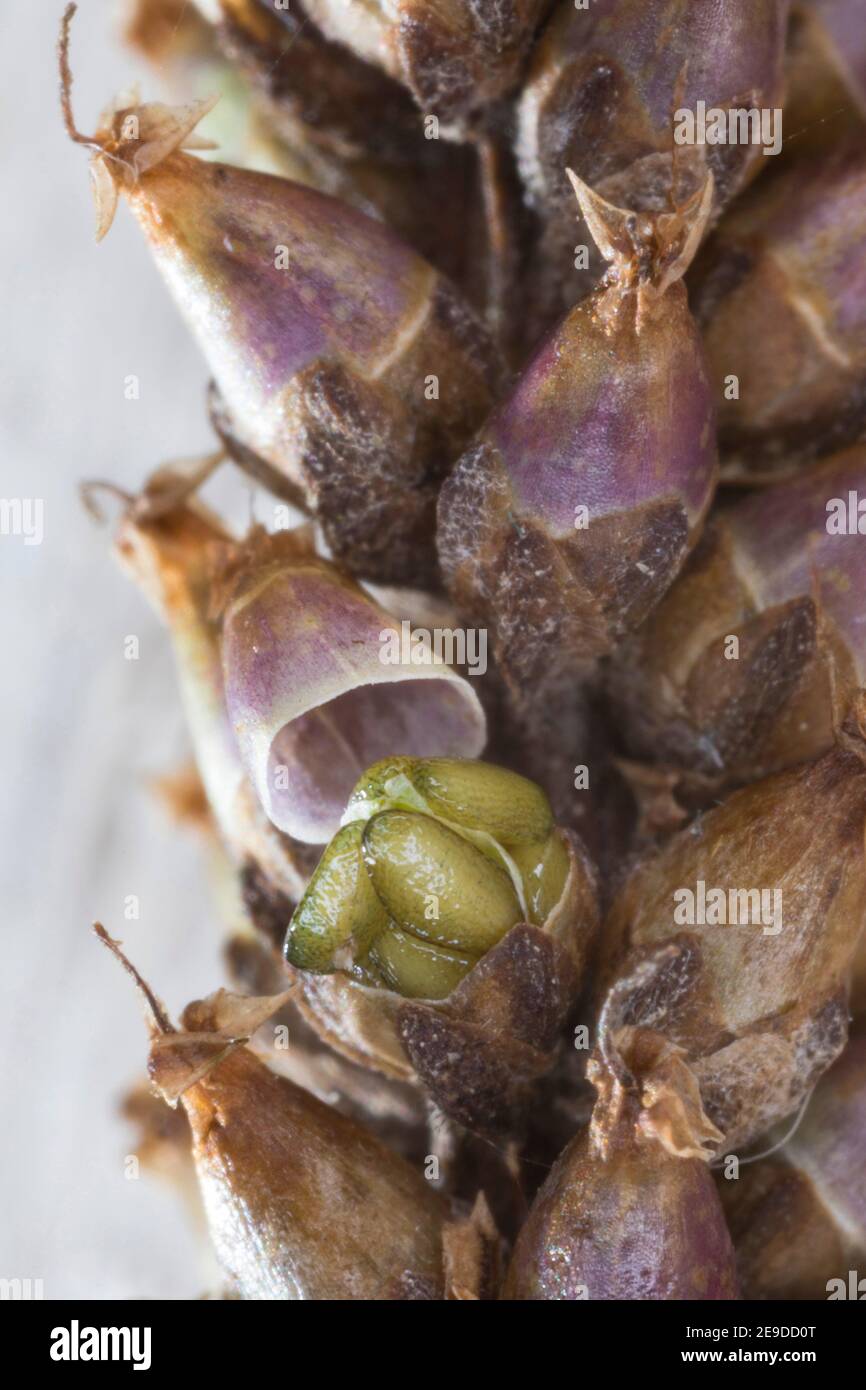 buckhorn plantain, English plantain, ribwort plantain, rib grass ...