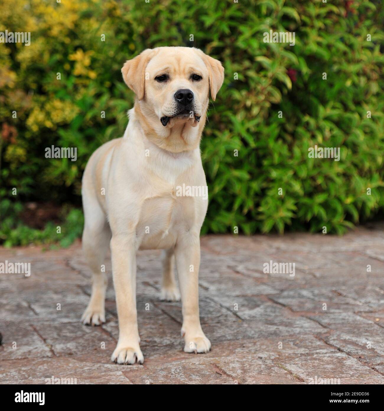 yellow Labrador retriever dog Stock Photo - Alamy