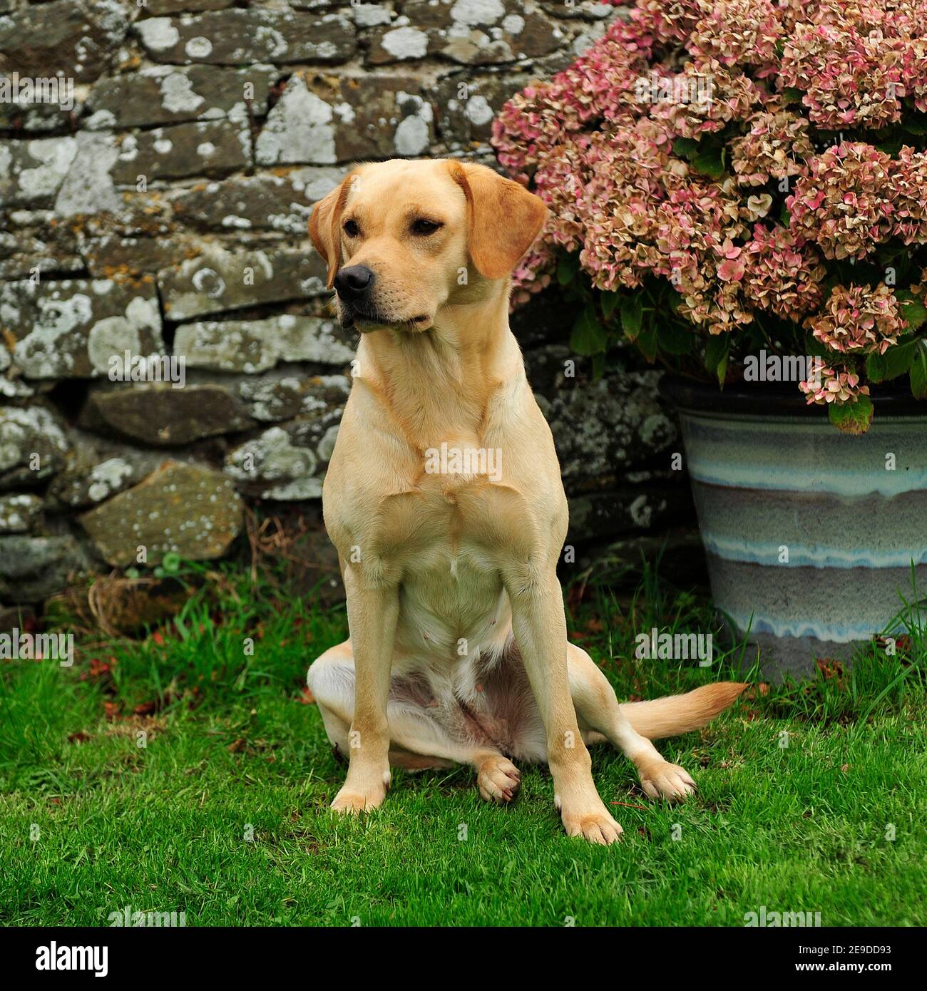 yellow Labrador retriever dog Stock Photo - Alamy
