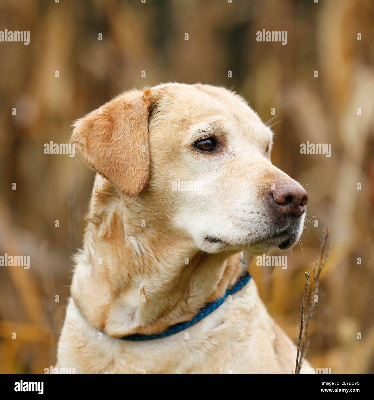 yellow Labrador retriever dog Stock Photo - Alamy