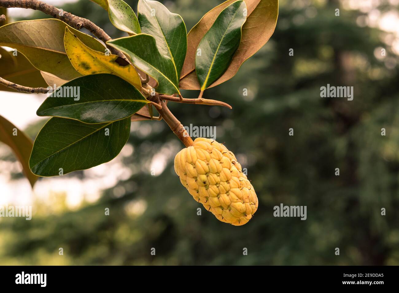 Magnolia Grandiflora Fruit