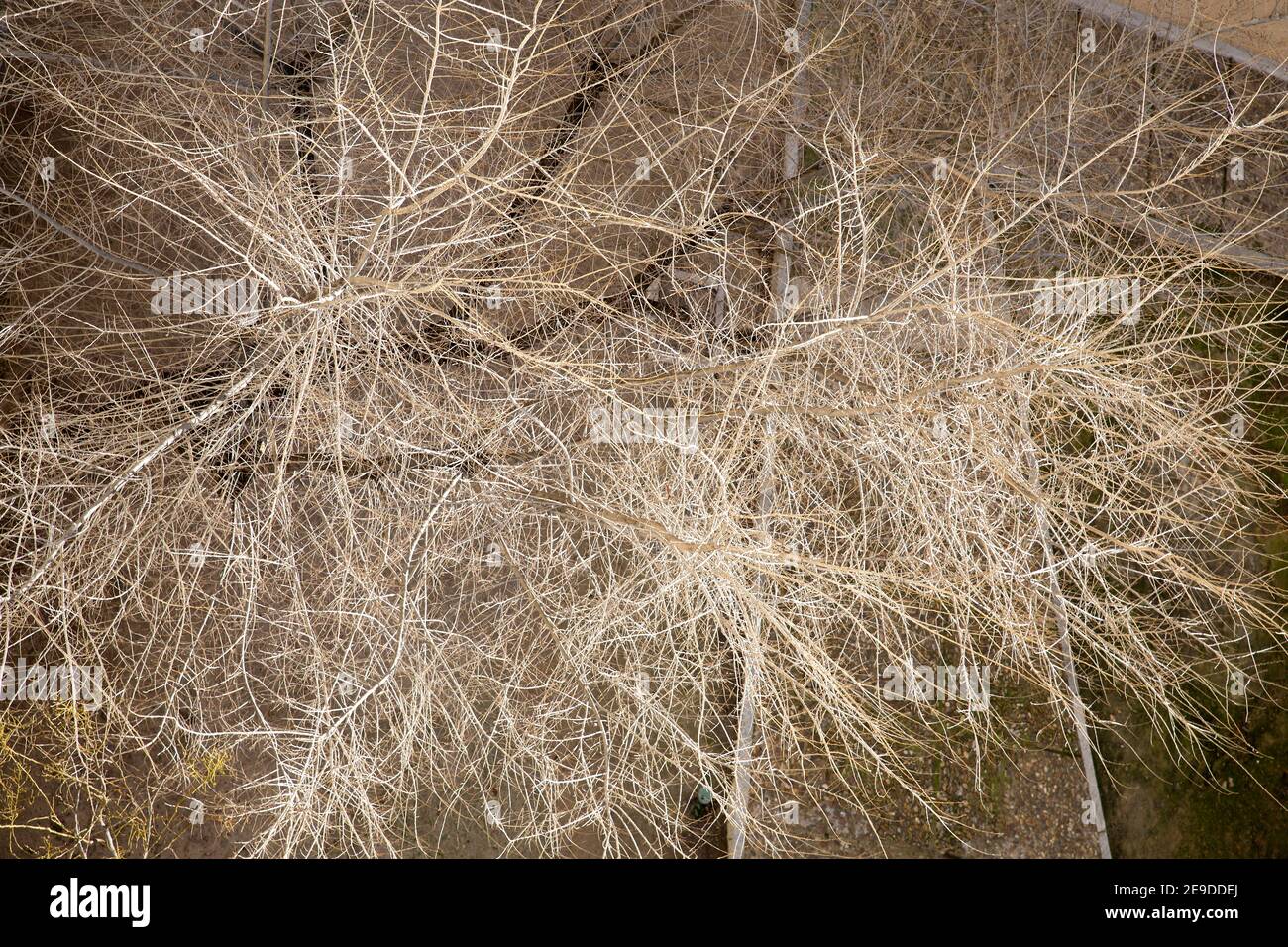 Fullframe view dry branches hi-res stock photography and images - Alamy