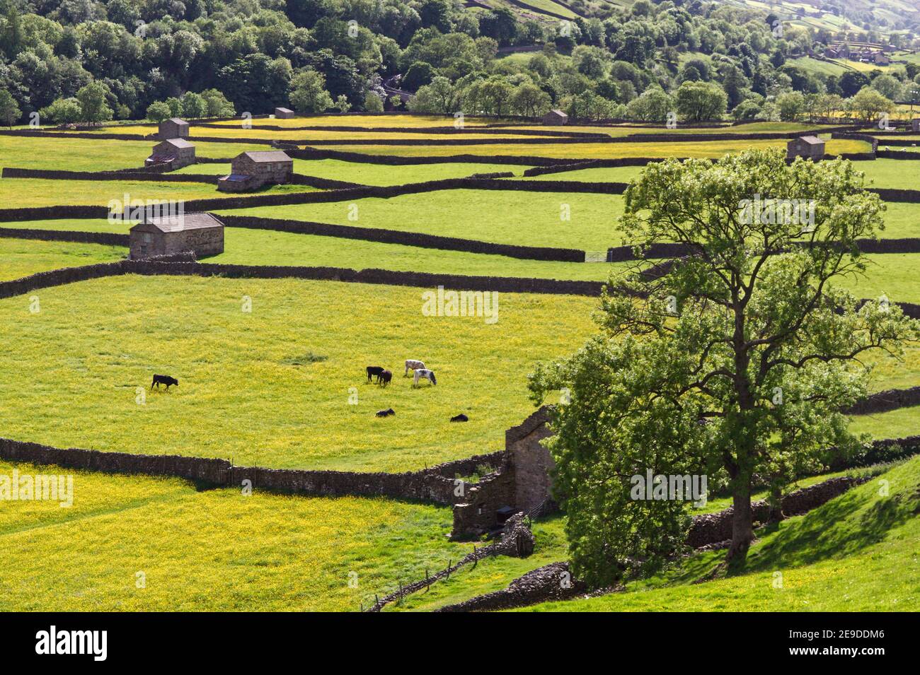 View of hay meadows, with field barns, dry stone walls and cattle ...