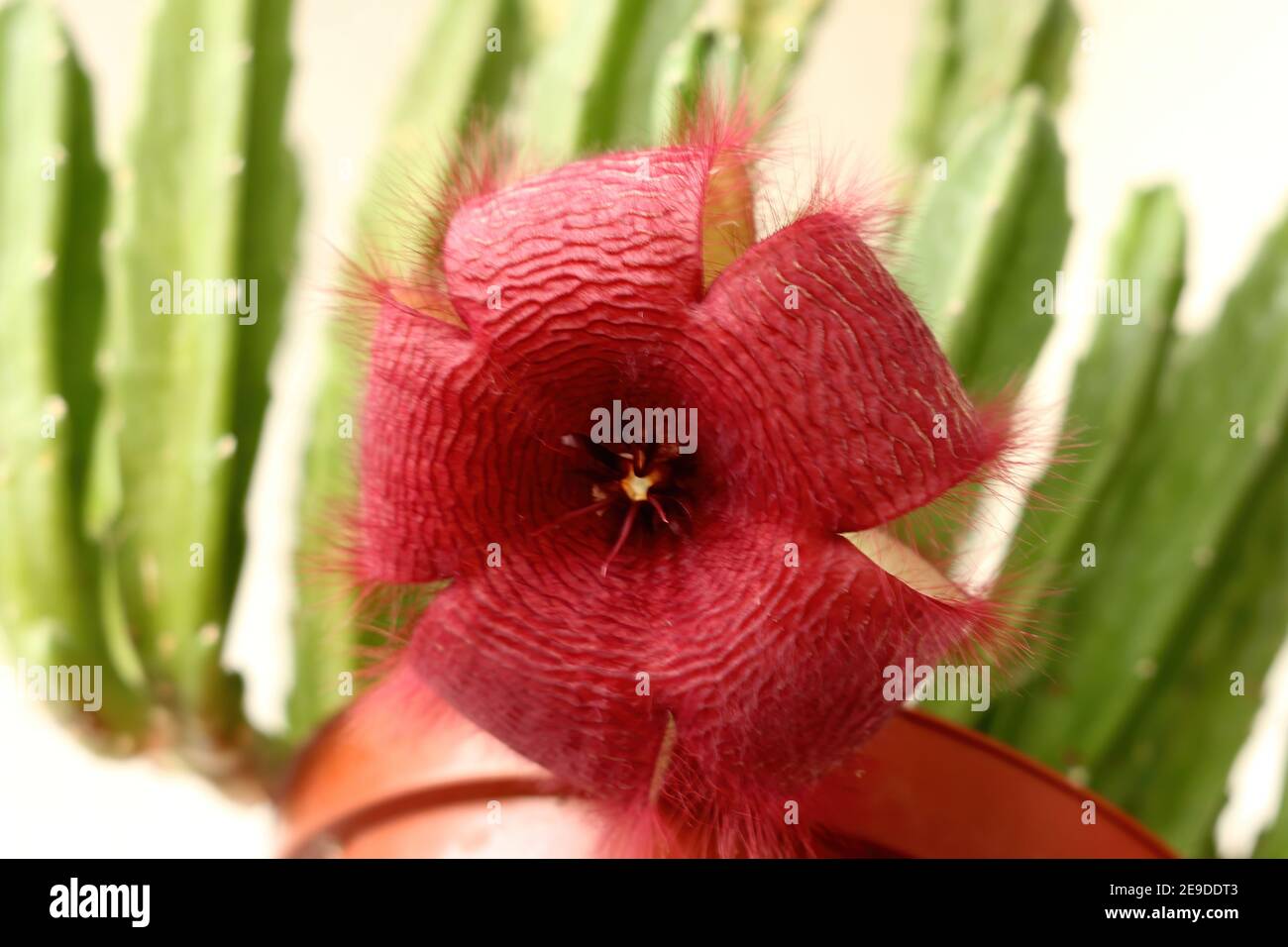 Meat Smelling Flower High Resolution Stock Photography and Images - Alamy