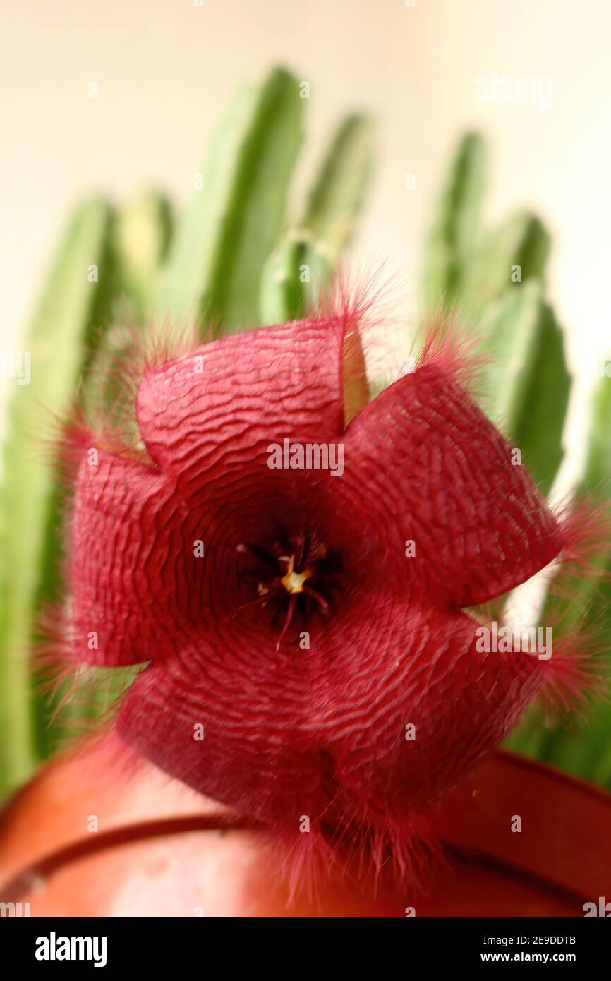 Meat Smelling Flower High Resolution Stock Photography and Images - Alamy