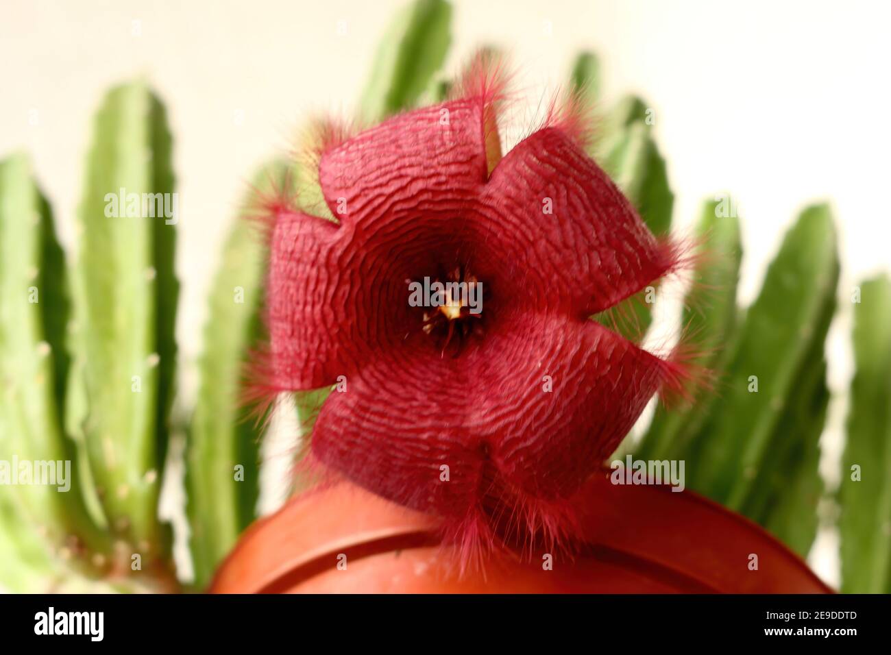 Meat smelling flower hi-res stock photography and images - Alamy