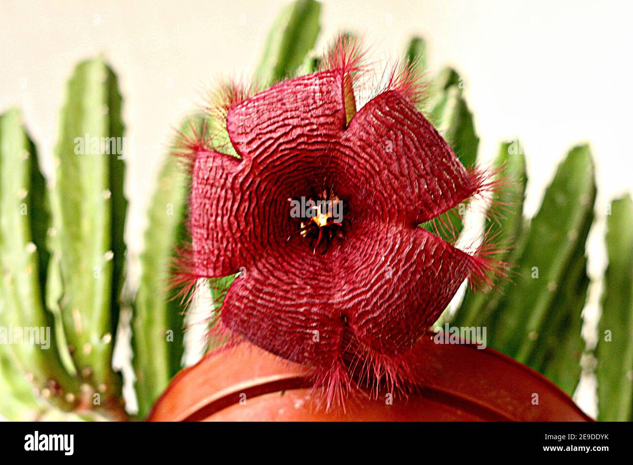 Meat smelling flower hi-res stock photography and images - Alamy