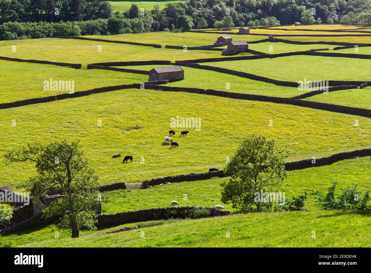 Hay meadows in full flower, with field barns, dry stone walls and ...