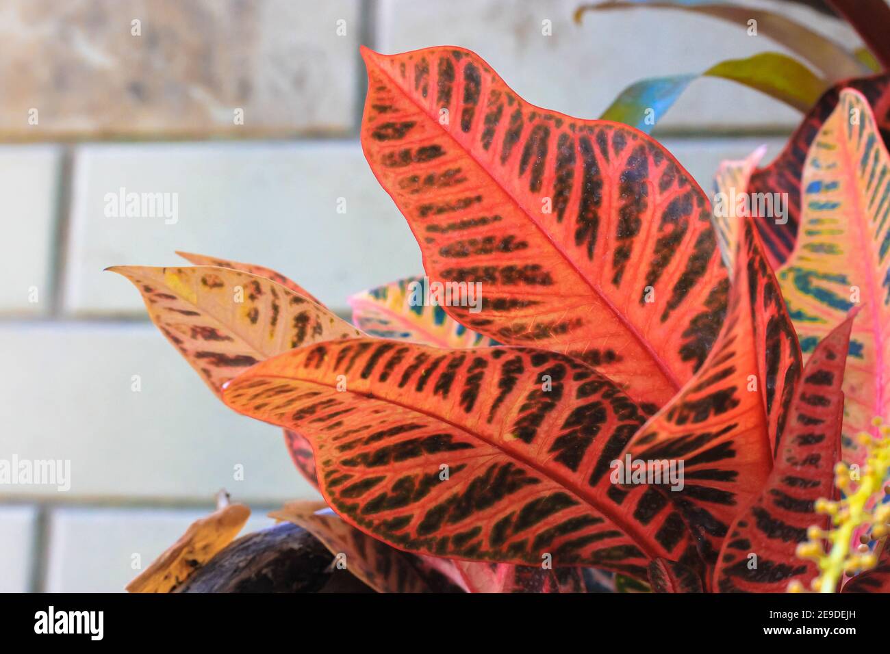Colorful crotons hi-res stock photography and images - Alamy