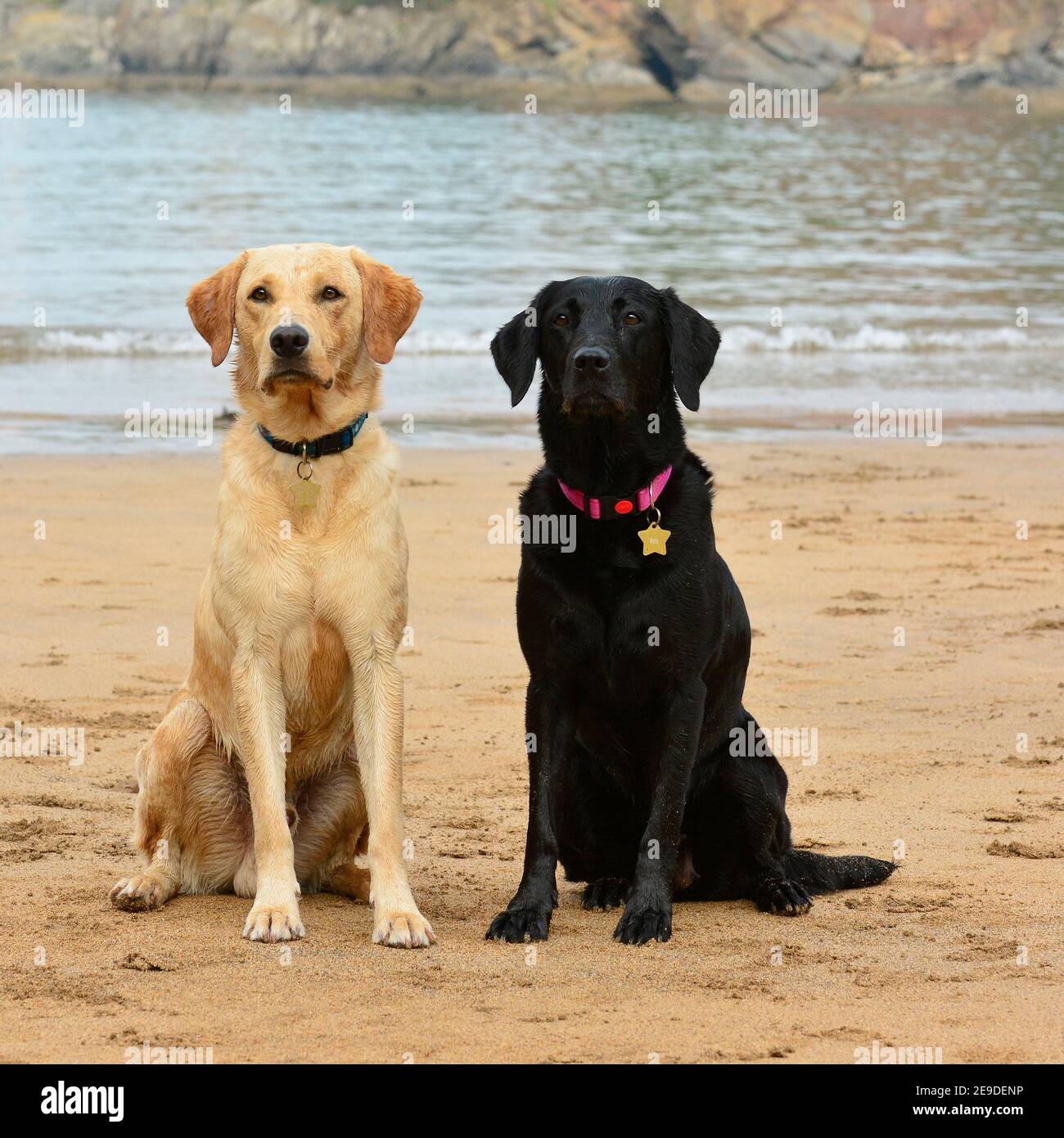 Black and yellow labradors hi-res stock photography and images - Alamy
