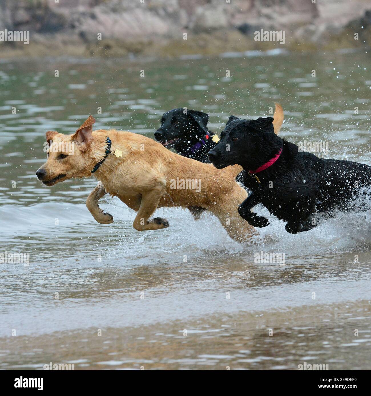 Black and yellow labradors hi-res stock photography and images - Alamy