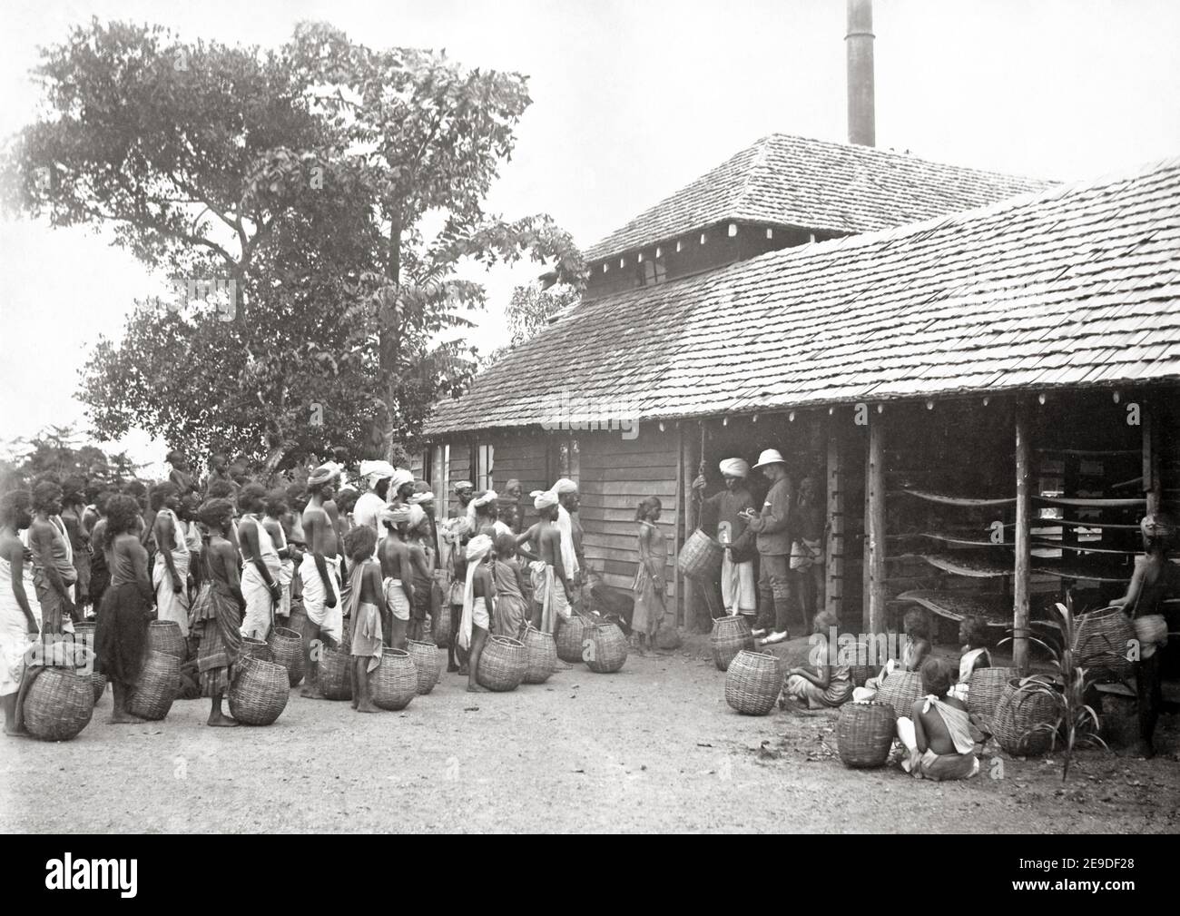 Late 19th century photograph - Tea plantation workers, India, c.1880's ...