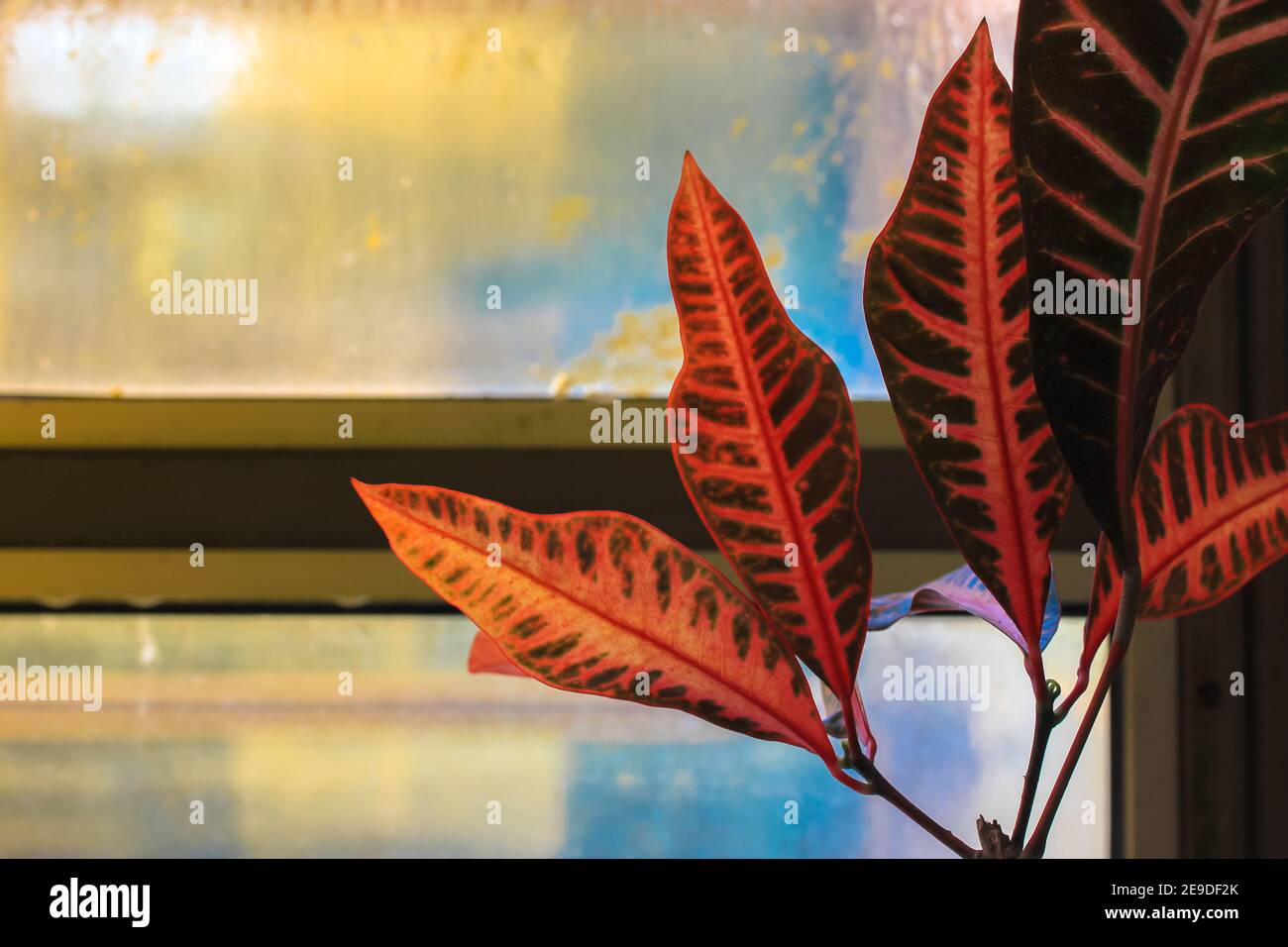 Codiaeum variegatum, garden croton or variegated croton. Croton red ...