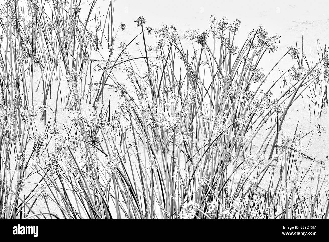 Black backrounds hi-res stock photography and images - Alamy