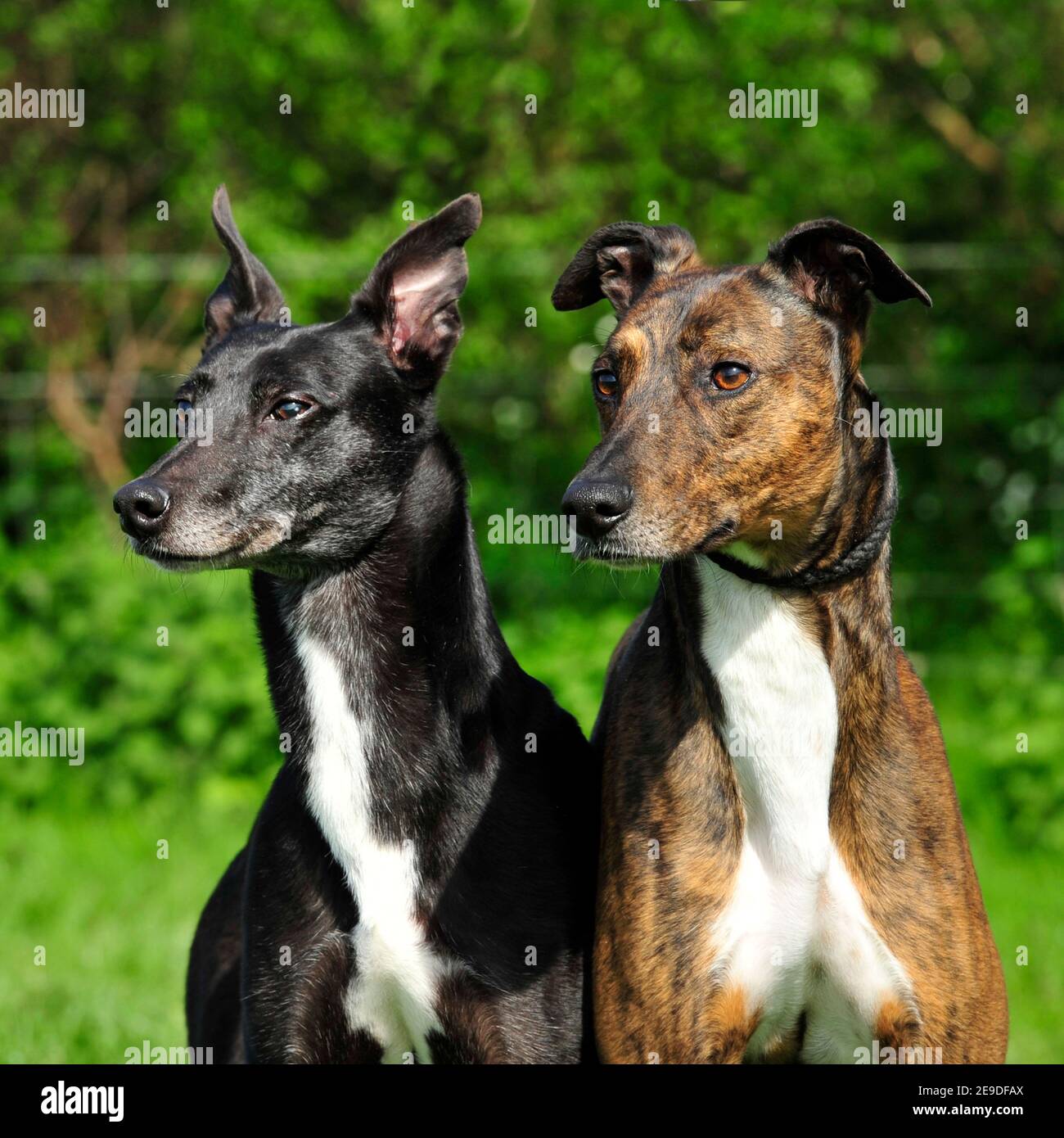 Lurcher Dog Head High Resolution Stock Photography and Images - Alamy