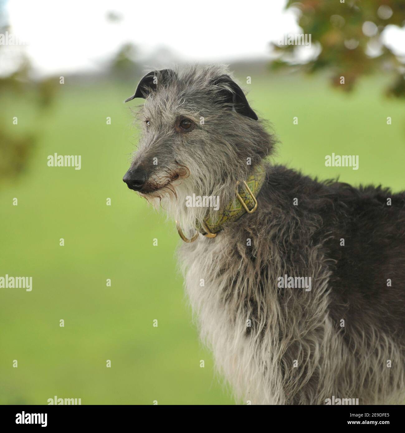 rough coated deerhound type lurcher Stock Photo - Alamy