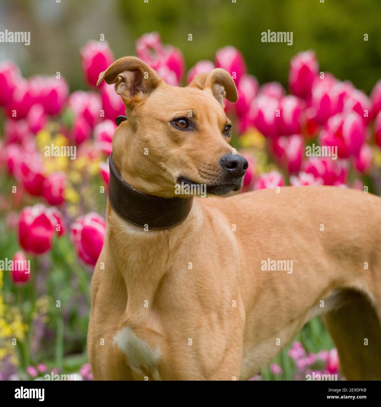 Bull lurcher hi-res stock photography and images - Alamy