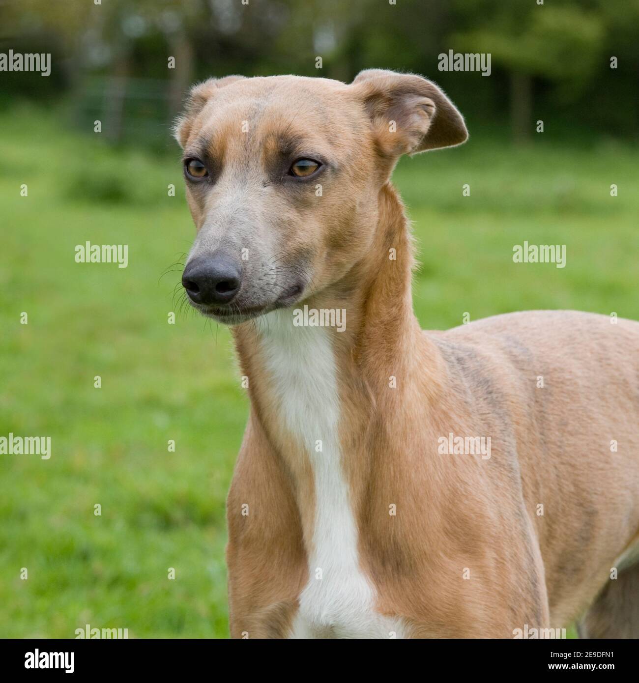 lurcher Stock Photo - Alamy