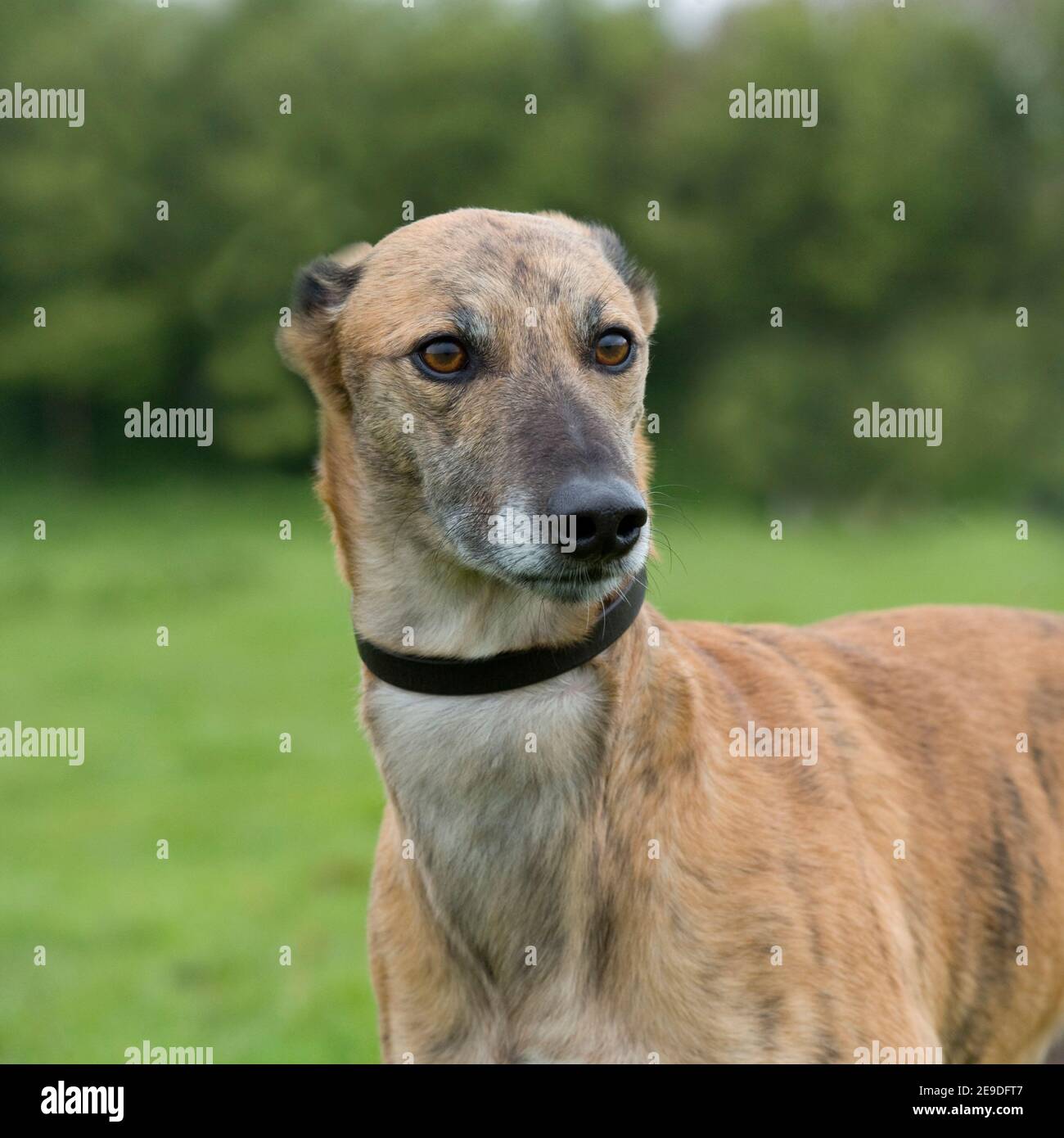 Brindle lurcher dog hi-res stock photography and images - Alamy