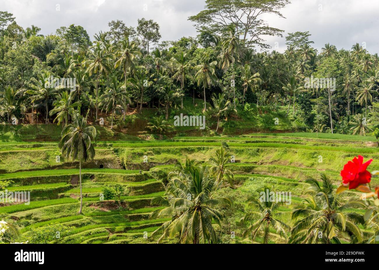 Rice paddy fields in Ubud Stock Photo - Alamy