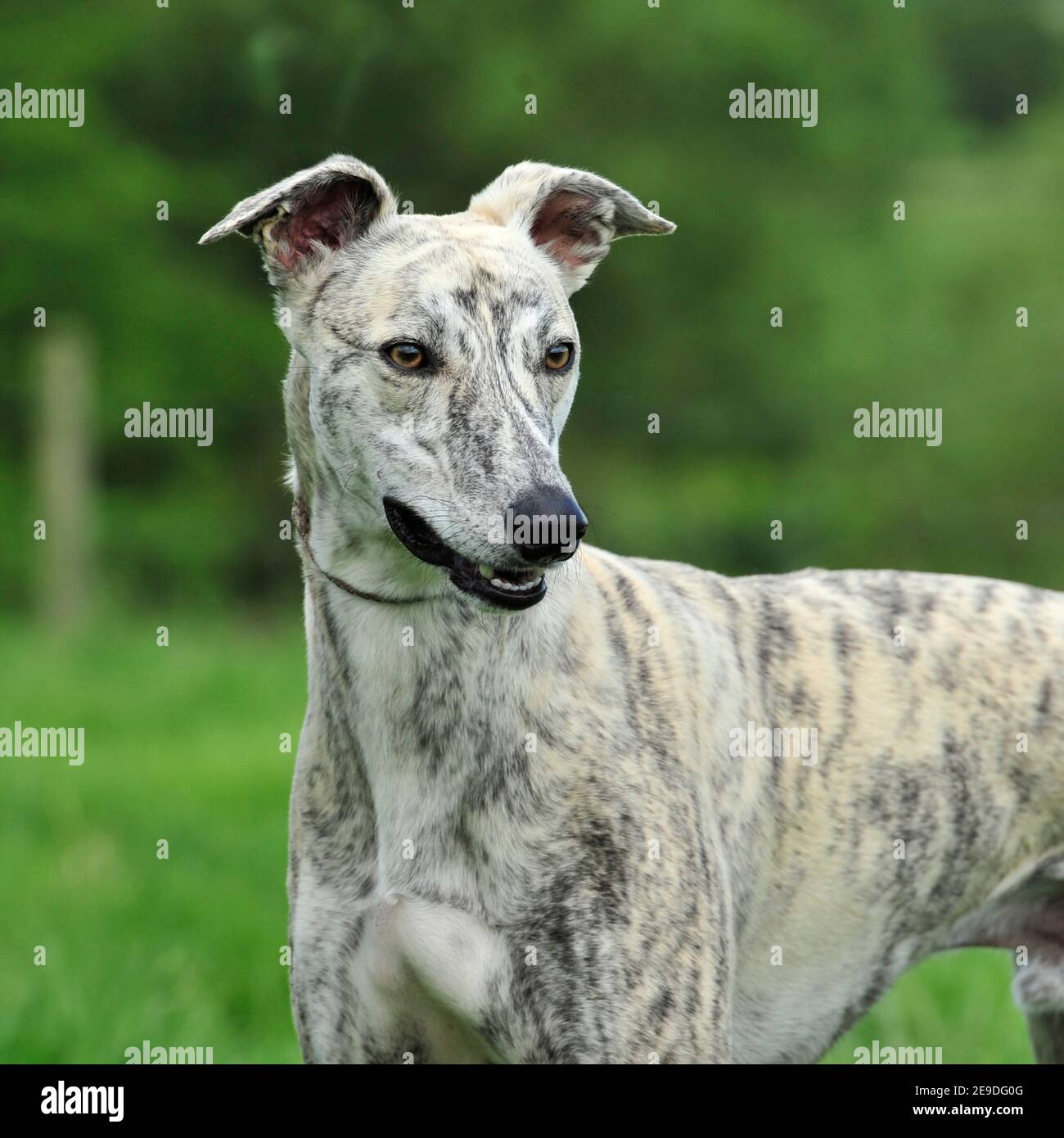 Lurcher Dog Head High Resolution Stock Photography and Images - Alamy