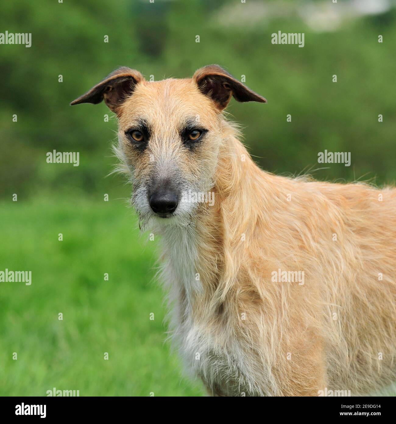 Lurcher Dog Head High Resolution Stock Photography and Images - Alamy