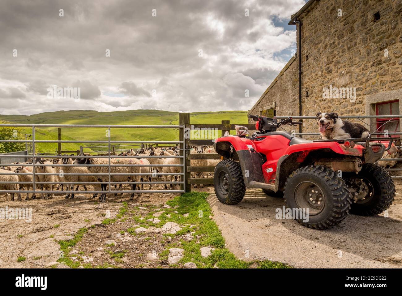 Dog watching sheep from a quad bike with sheep behind a gate Stock ...