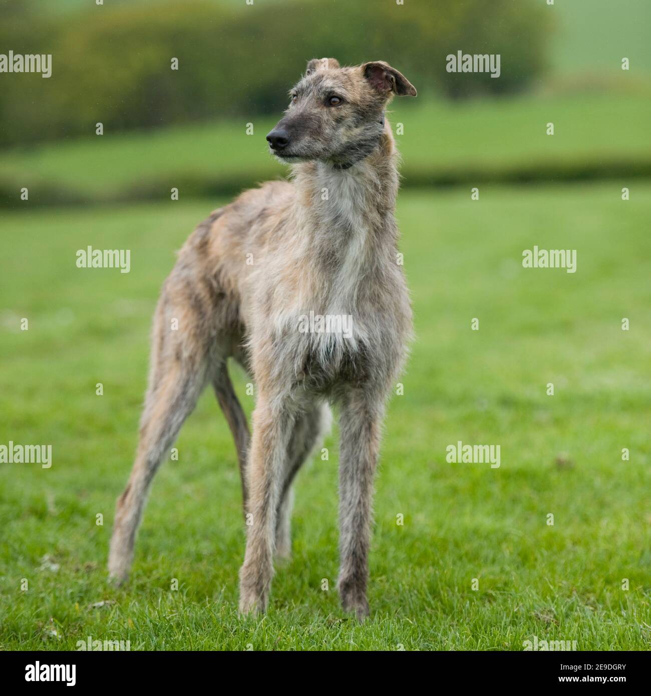 Rough coated lurcher hi-res stock photography and images - Alamy