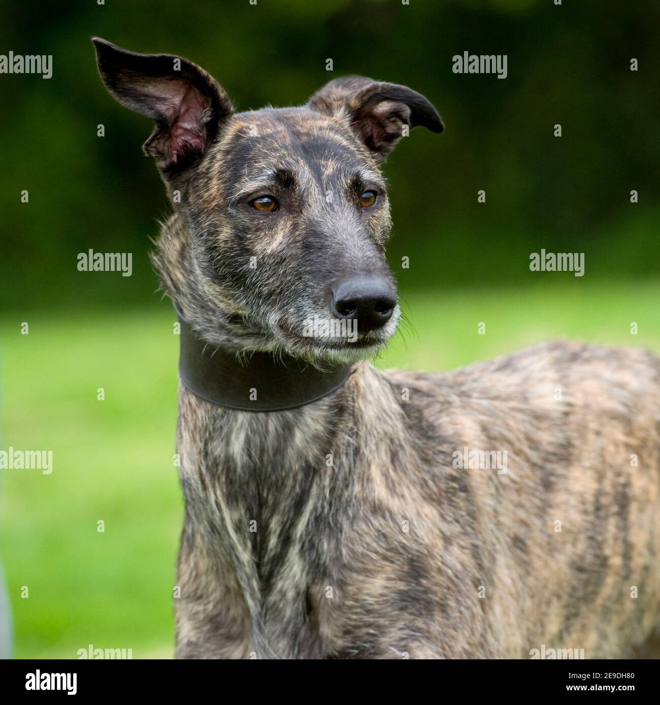 Lurcher Dog Head High Resolution Stock Photography and Images - Alamy