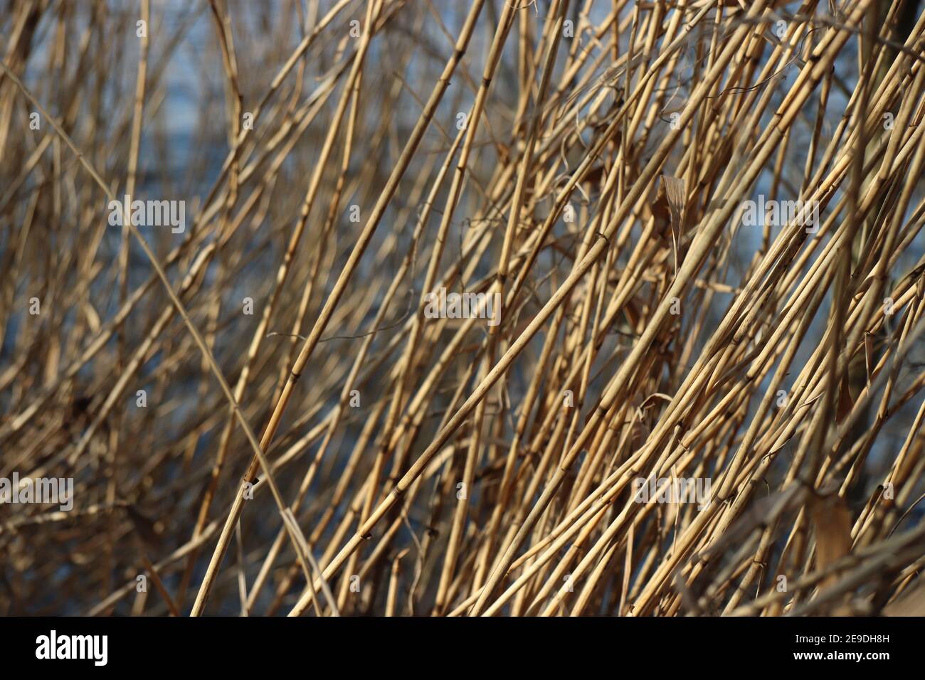 reeds on virgina water surrey Stock Photo - Alamy