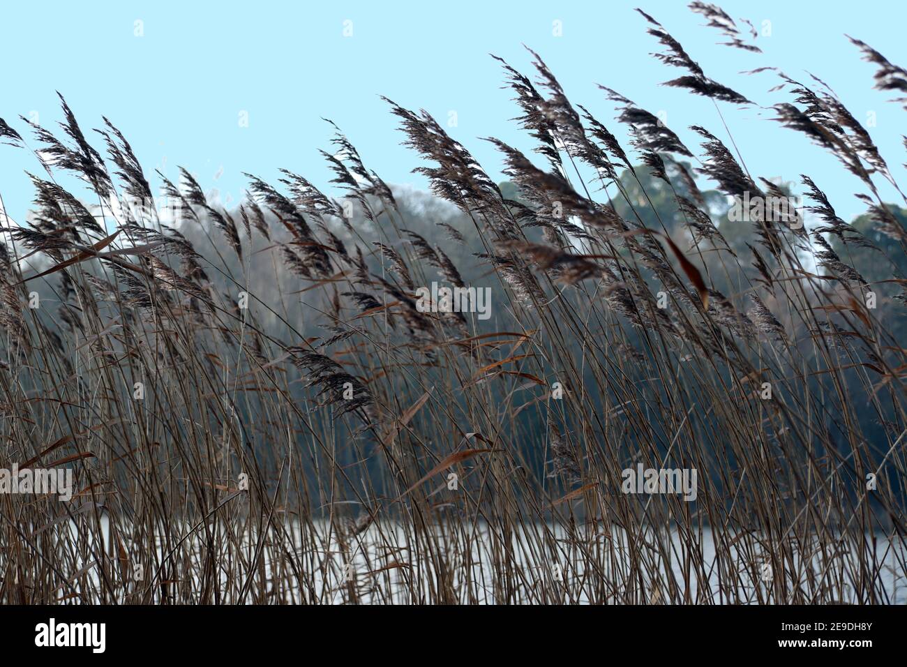 reeds on virgina water surrey Stock Photo - Alamy