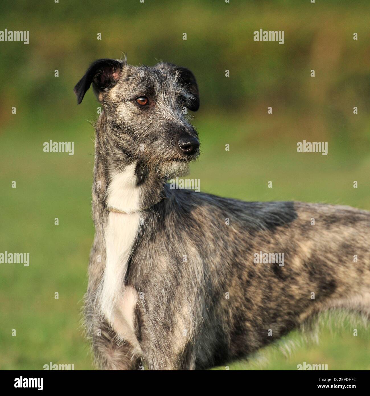 Lurcher head hi-res stock photography and images - Alamy